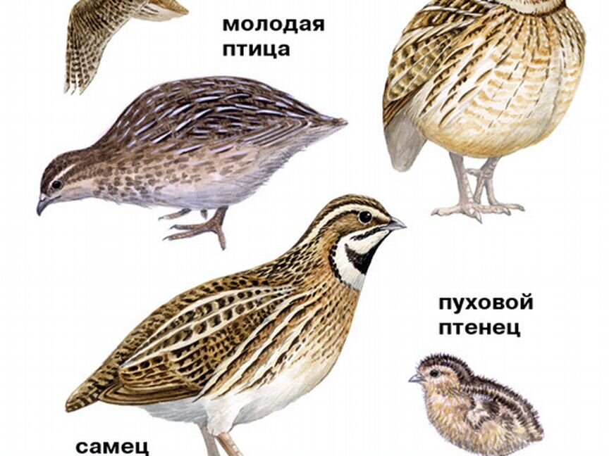 Перепела (молодняк, взрослые)