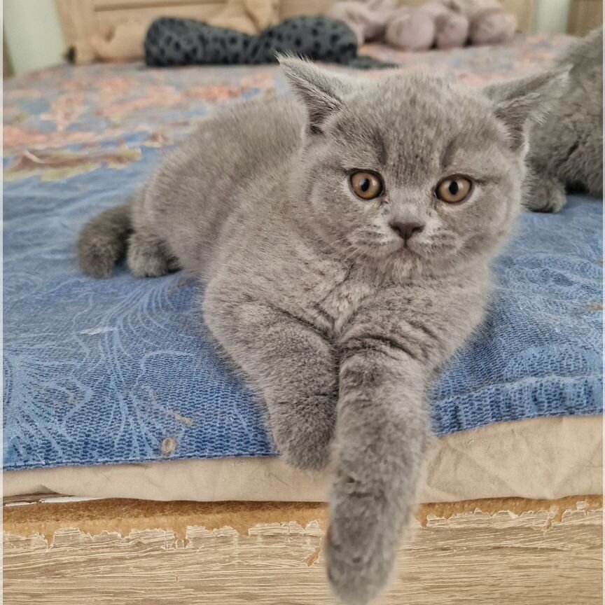 Британские котята короткошерстные