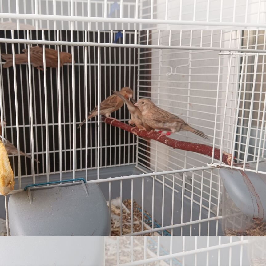 Кенара и канарейки