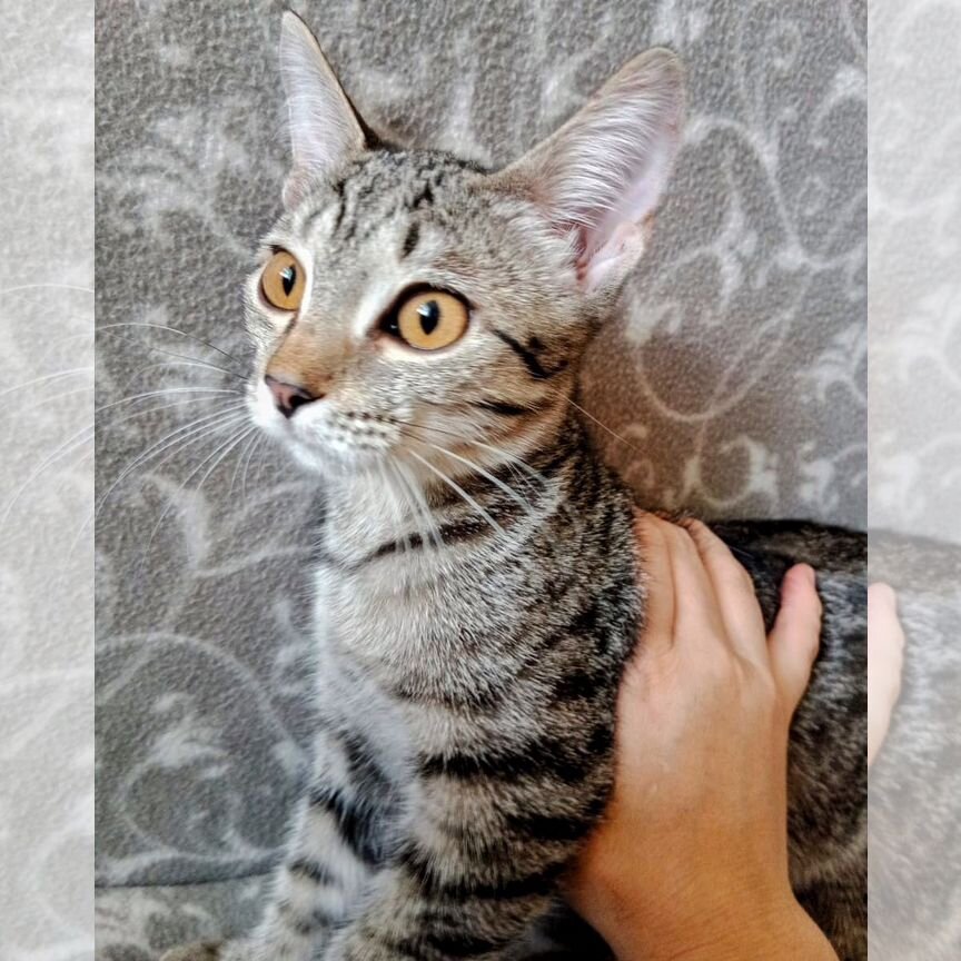 Котенок