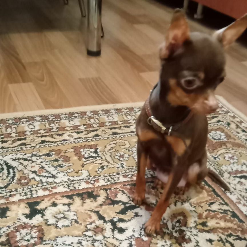 Русский той-терьер, щенок