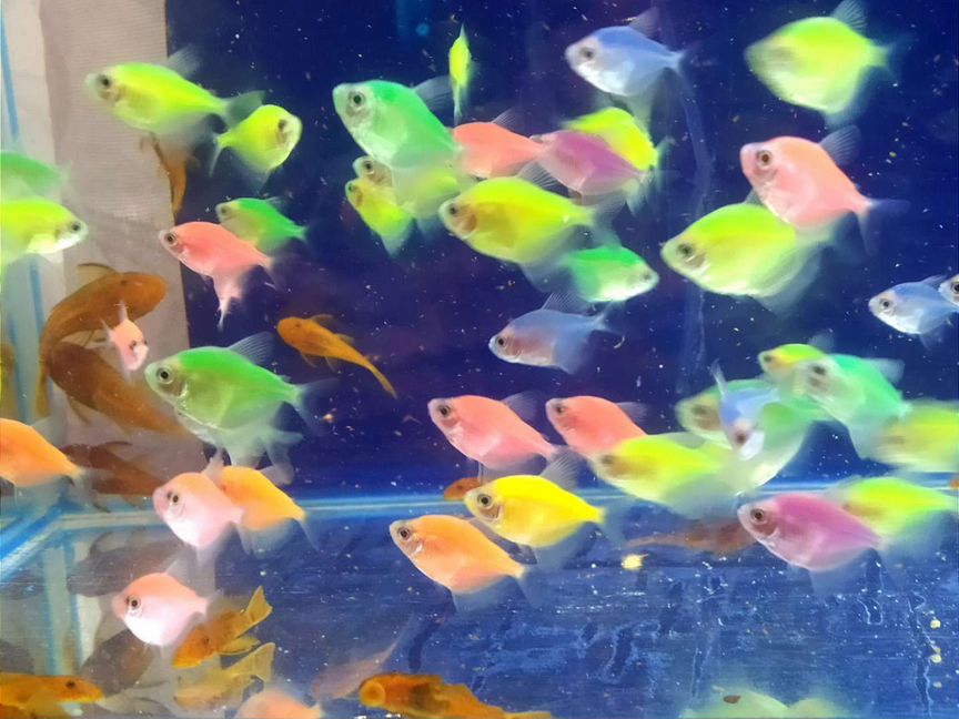Новое поступление аквариумных рыбок