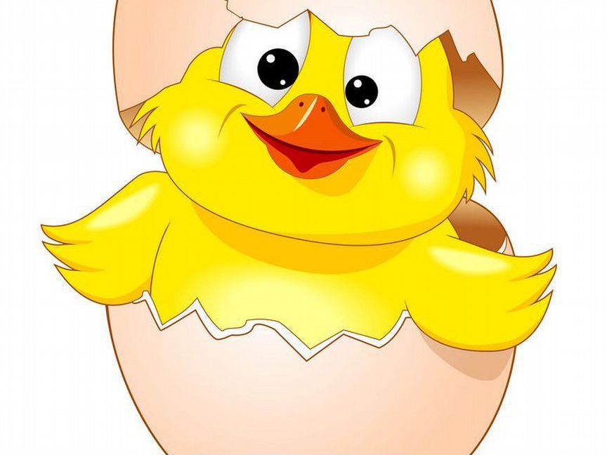 Инкубационное яйцо бройлера