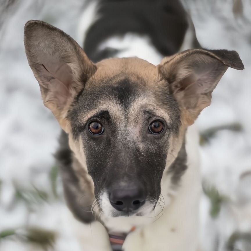 Щенок в добрые руки