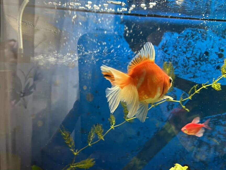 Крупные аквариумные рыбки