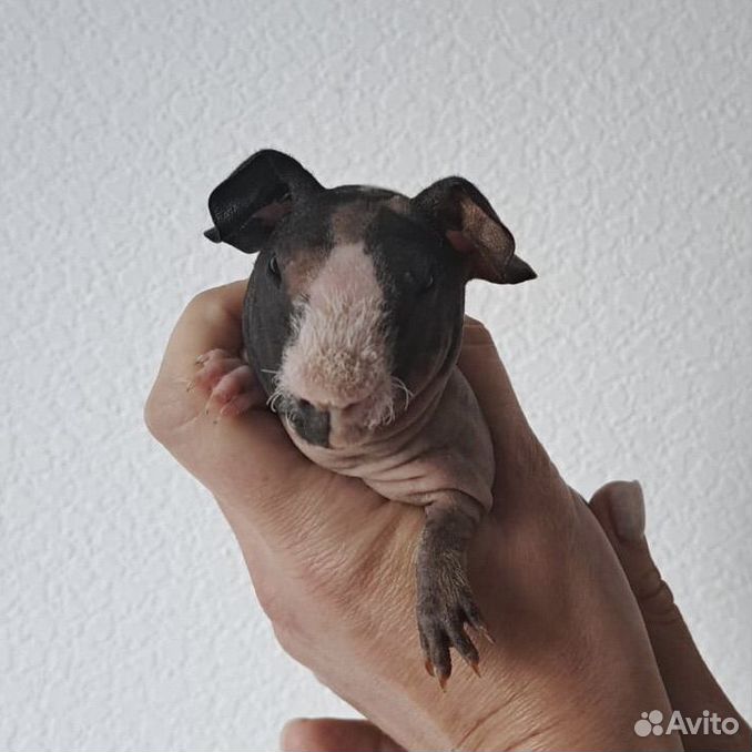 Морская свинка скинни