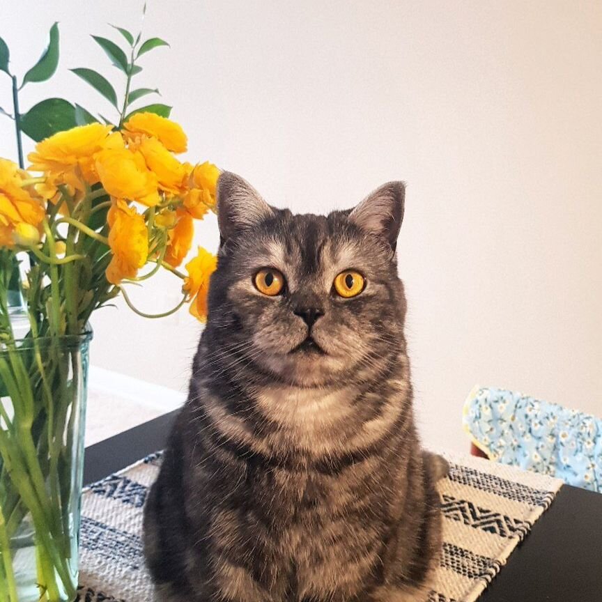 Кошка в добрейшие руки