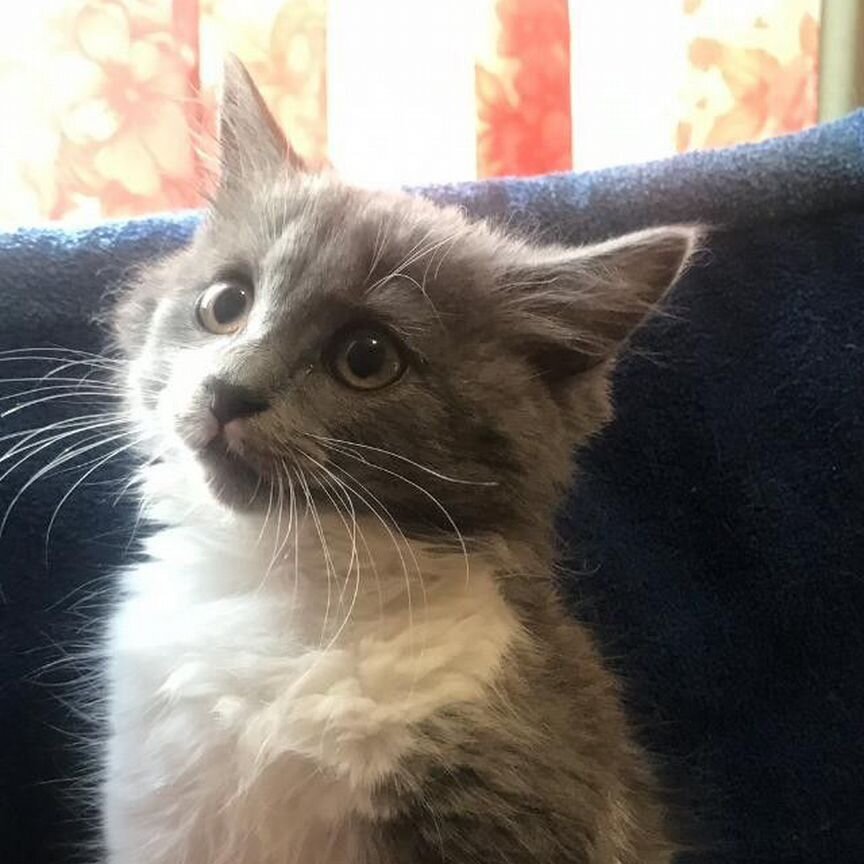 Пушистик в дар