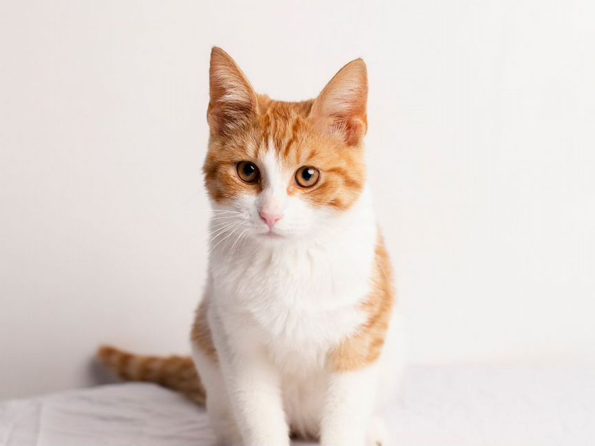 Кошка в дар