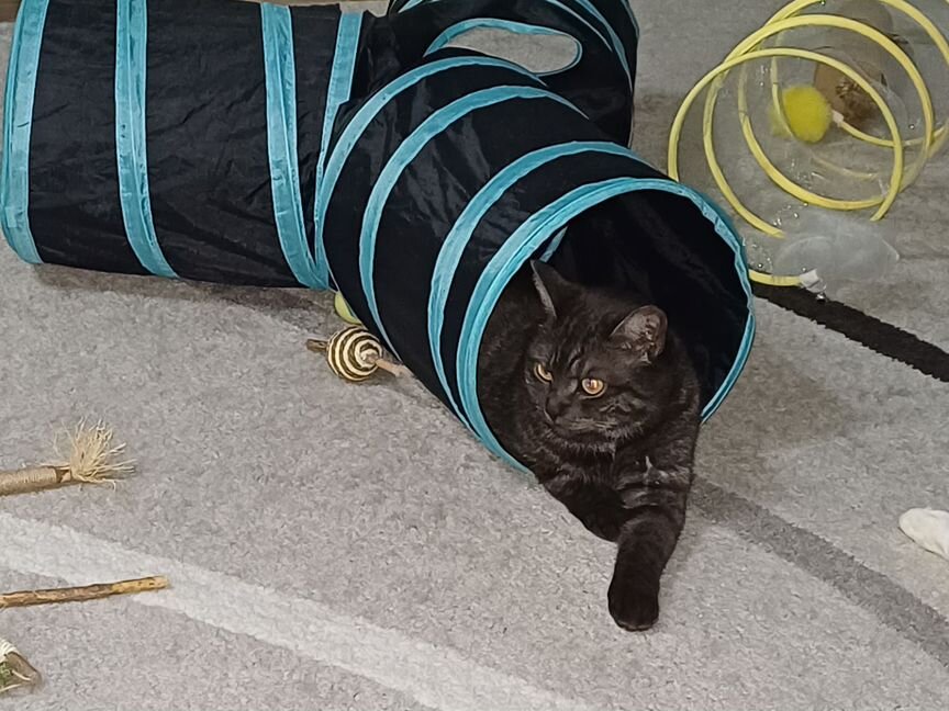 Кошечка в самые лучшие руки