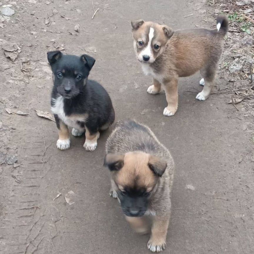 Щенок в добрые руки