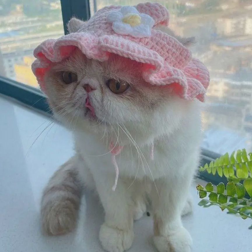 Милая шапочка для кошки