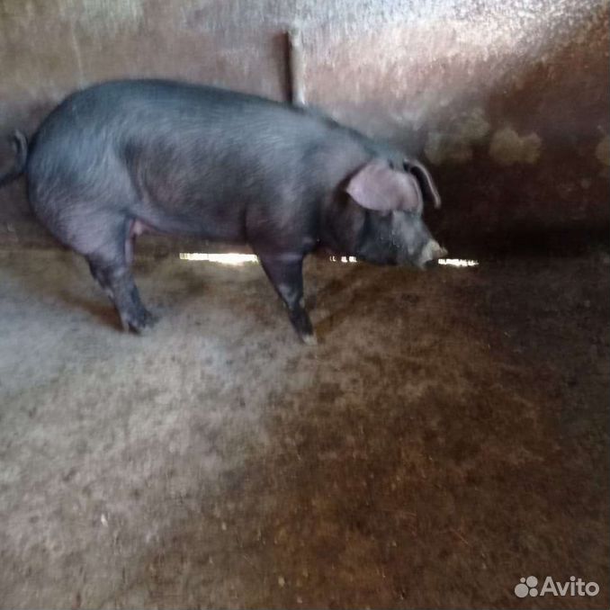 Свинка дюрок