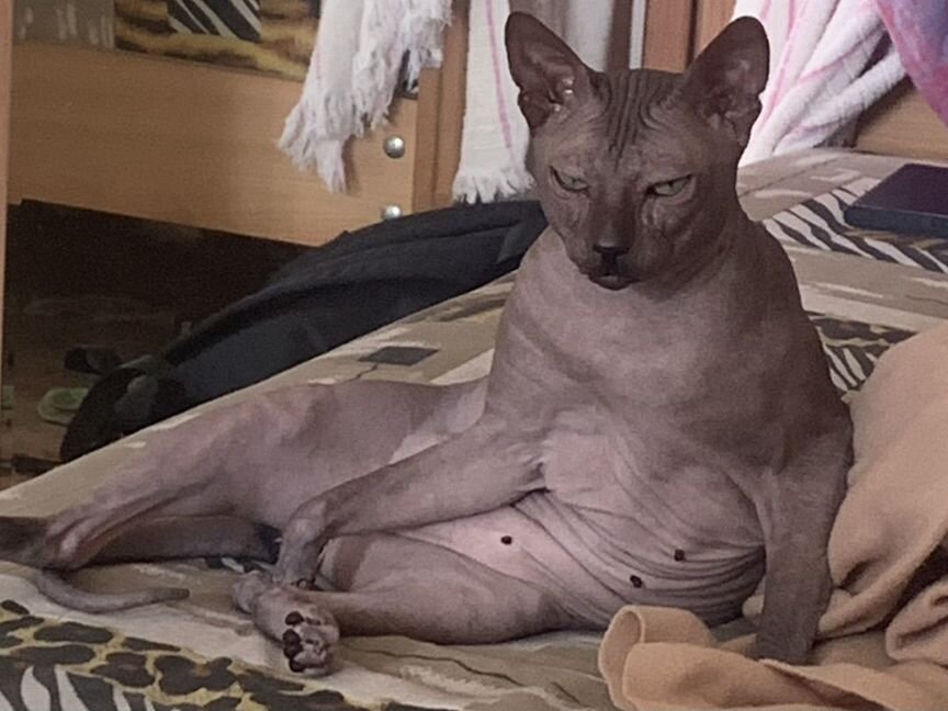 Канадский сфинкс вязка