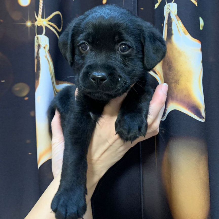 Лабрадор-ретривер, щенок