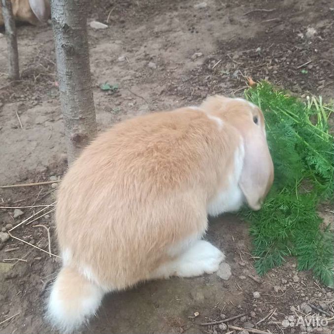 Кролики Французский баран