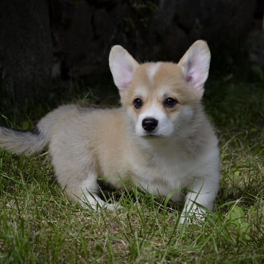 Щеночки пемброка