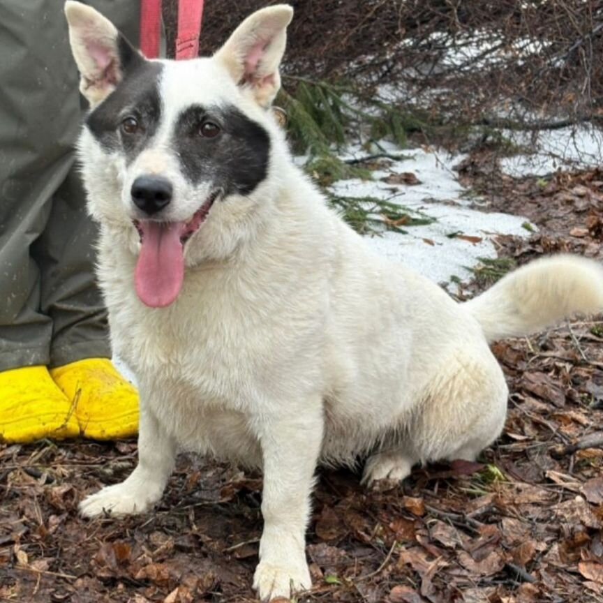 Взрослая собака в добрые руки