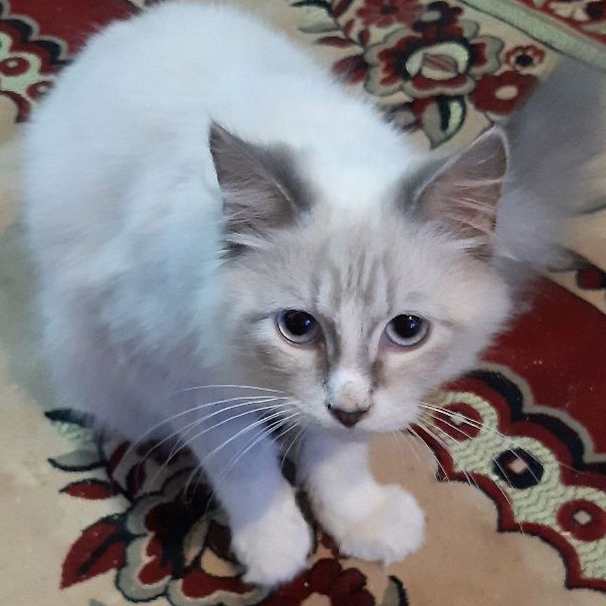 Тайский котёнок