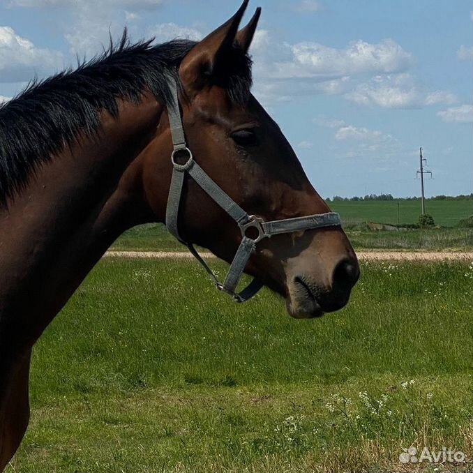 Лошадь с супер родословной эксклюзив