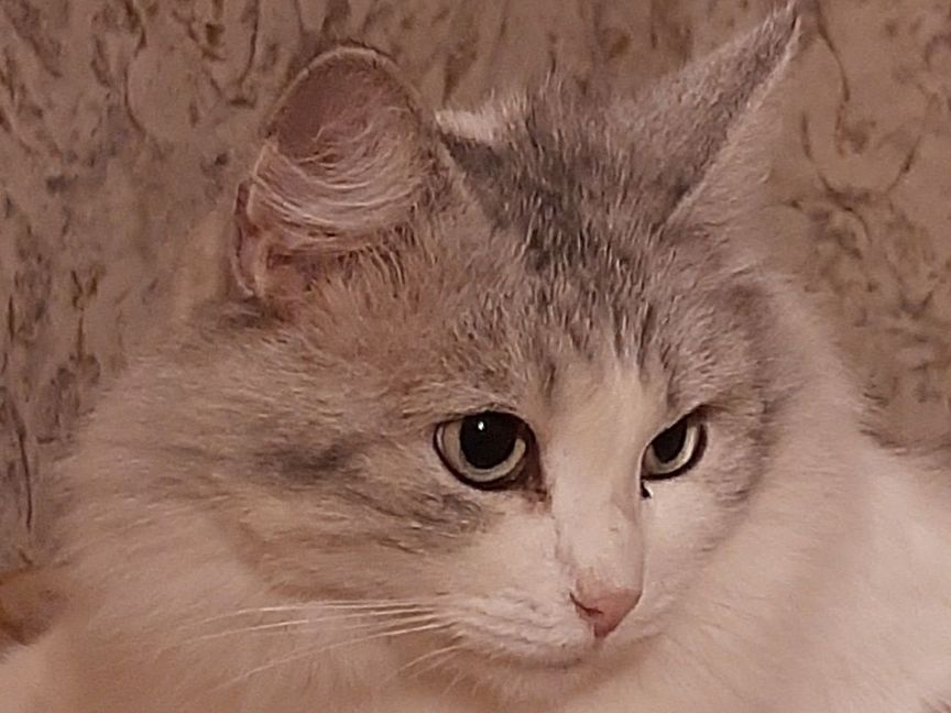 Метис кошечка