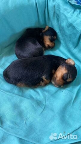 Йоркширский терьер мини