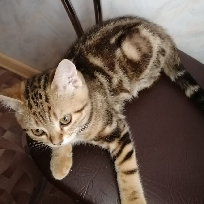 Шатланские вислоухие котята