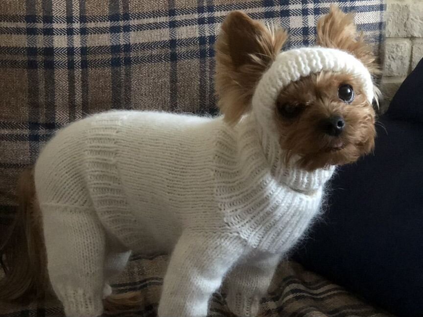 Комбенизон для собак вес 3кг