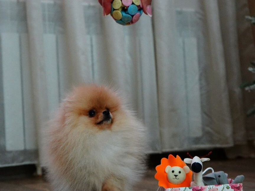 Куколка помераночка