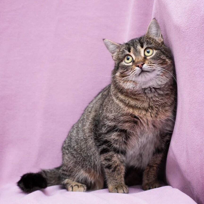 Кошечка в добрые руки