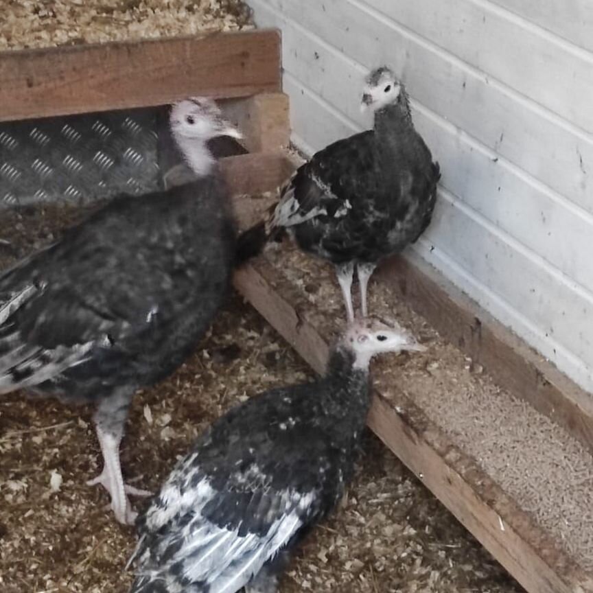 Индюки семья