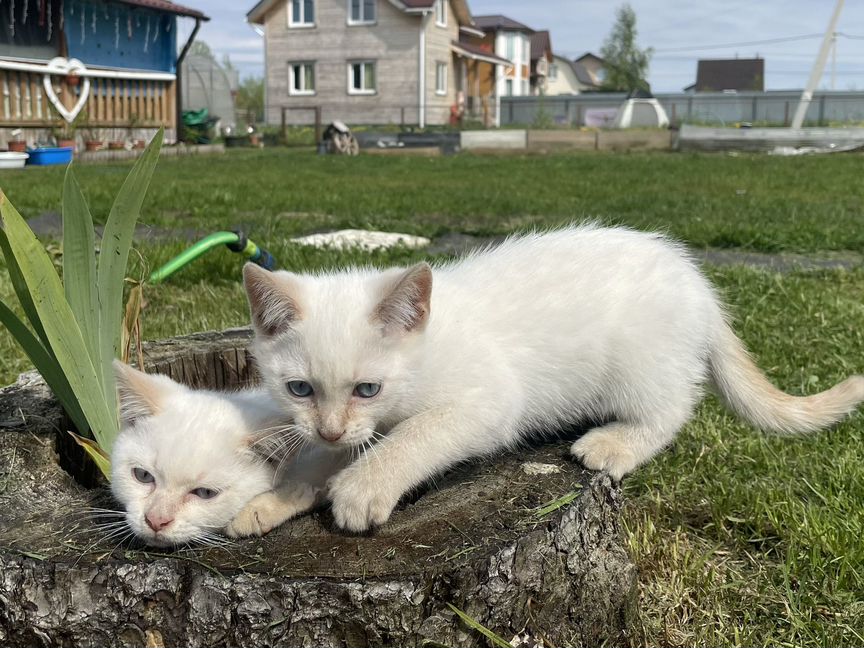Котята метисы