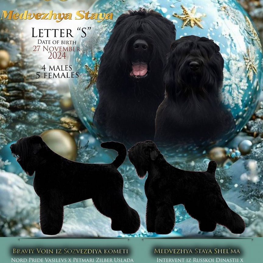 Черный терьер