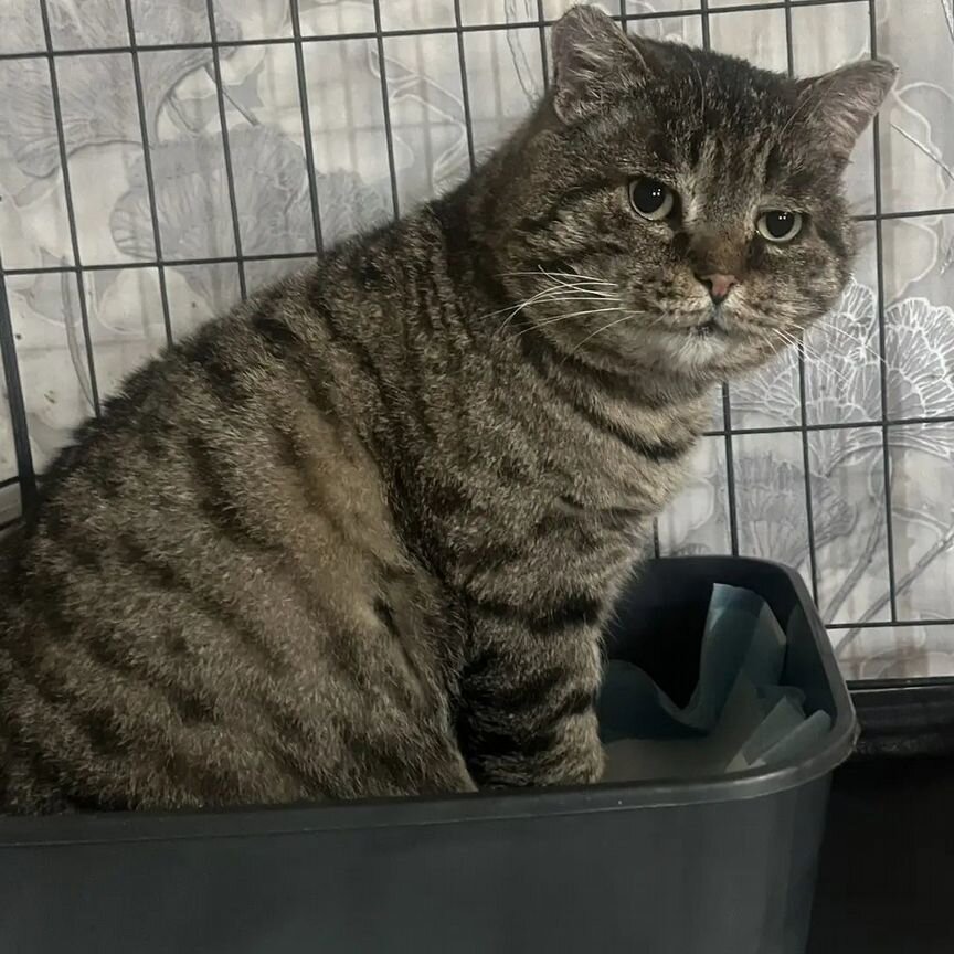 Взрослый кот в добрые руки