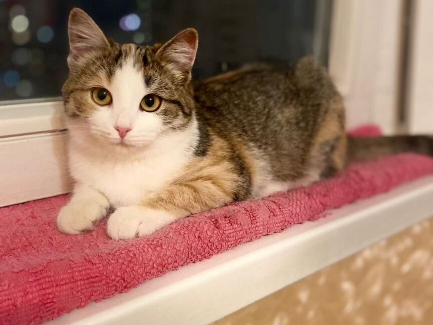 Ласковая озорница, трехцветка котенок Муся