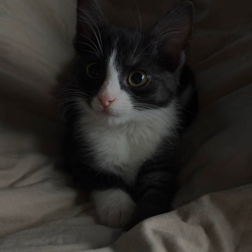 Котенка в добрые руки