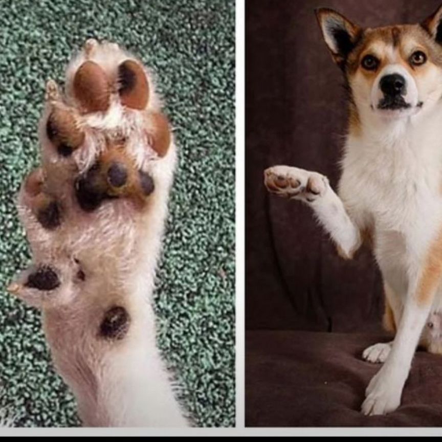 Отдам собак(собаку). Помесь немецкой овчарки