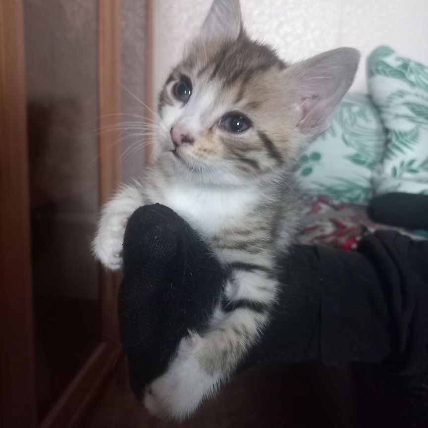 Отдам котенка в добрые руки мальчика