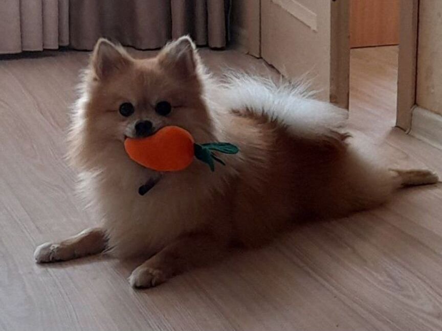 Немецкий шпиц.Вязка