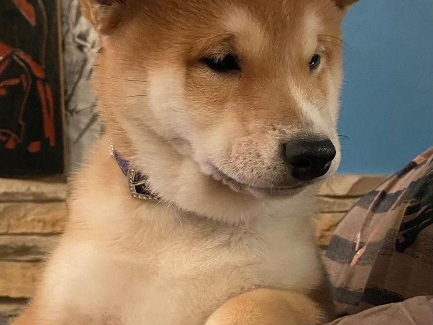 Продаются щенки сиба ину