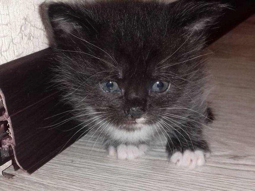 Котенок британская шиншилла