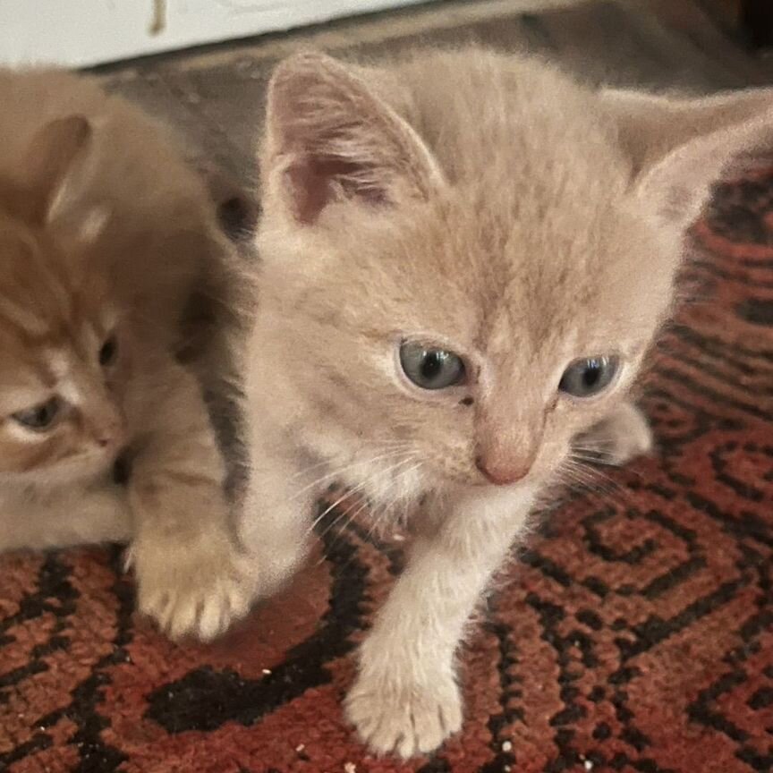 Котята в добрые руки бесплатно