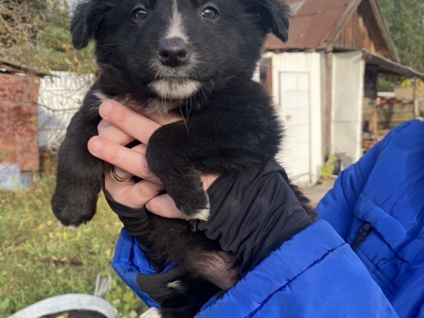 Щенки замерзают на улице