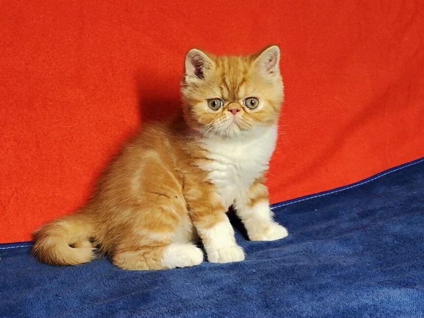 Экзотические короткошерстные котята