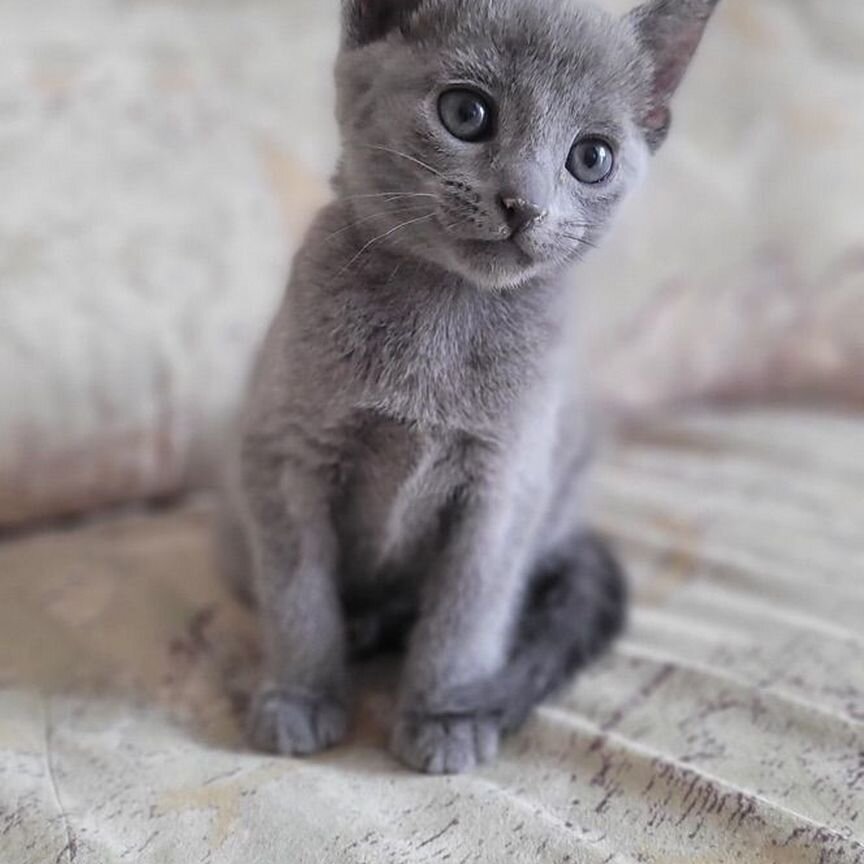 Котята. Чистопородные. Русская голубая