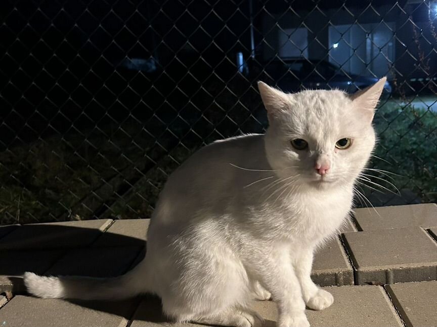 Котик в добрые руки