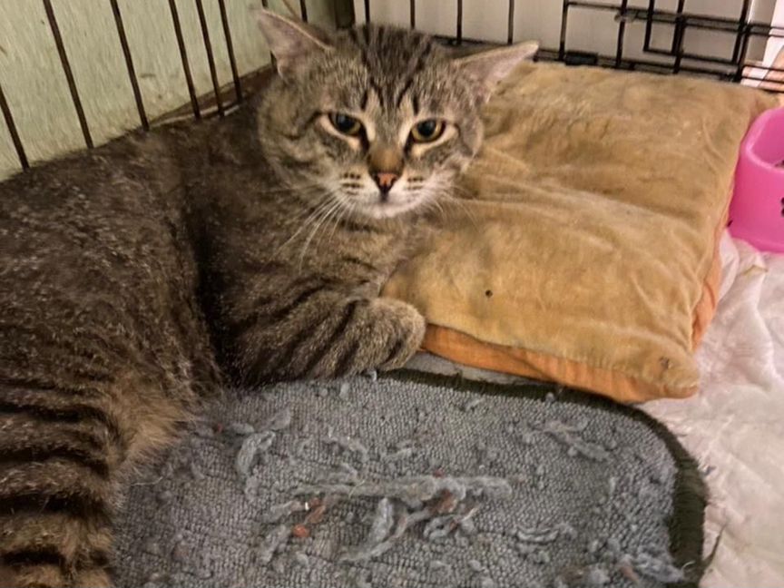 Кот молодой бесплатно