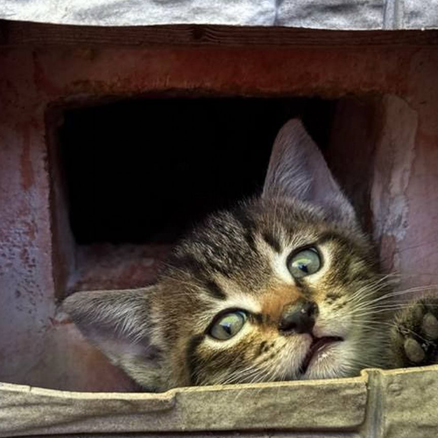 Котенок в дар бесплатно