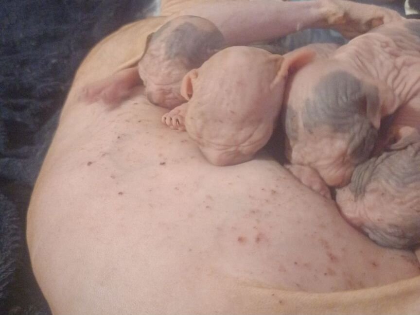 Котята Канадский сфинкс