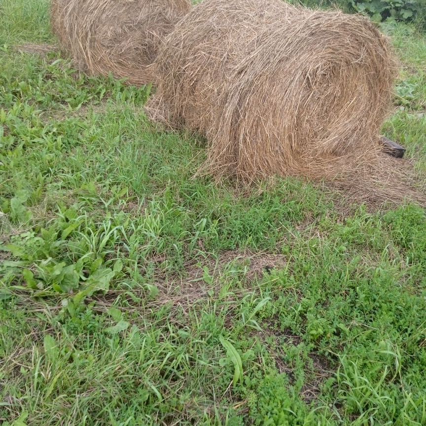 Продам сено 200кг тюк